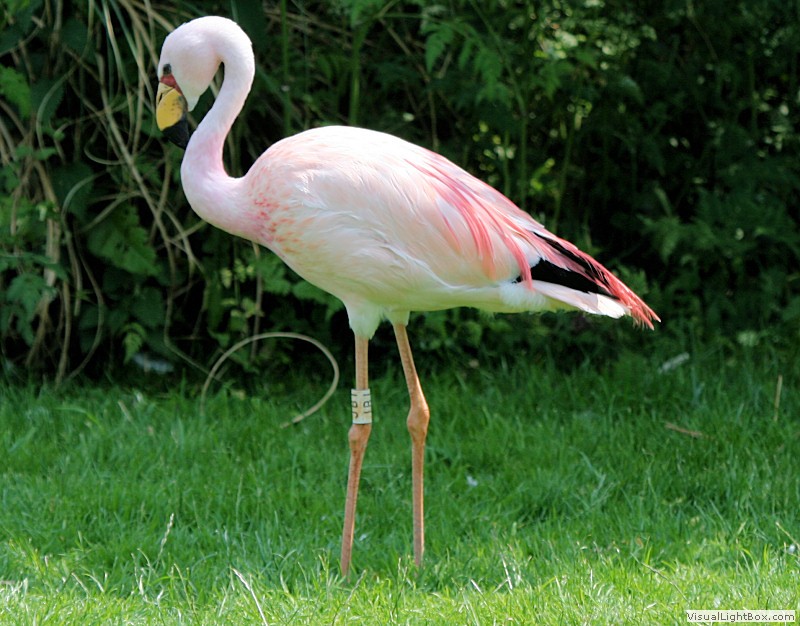 Identify James's Flamingo - Wildfowl Photography.