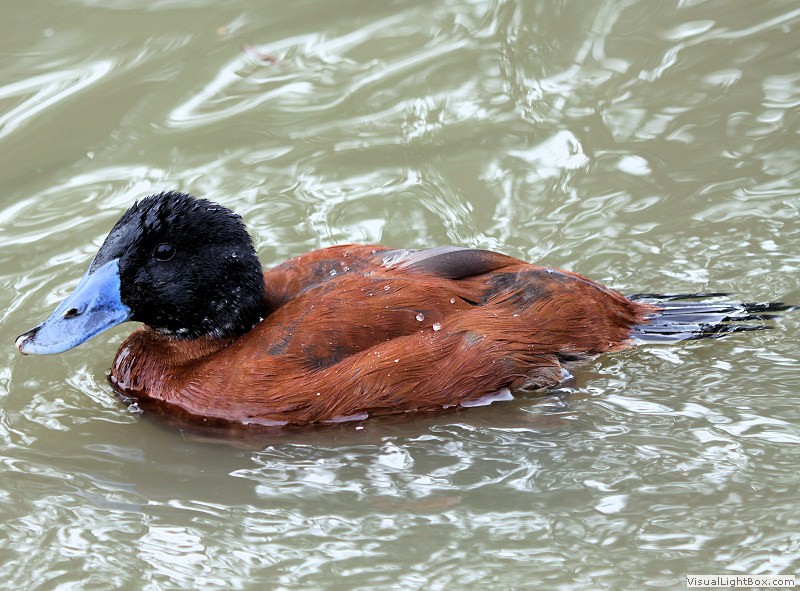 Identify Maccoa Duck - Wildfowl Photography.