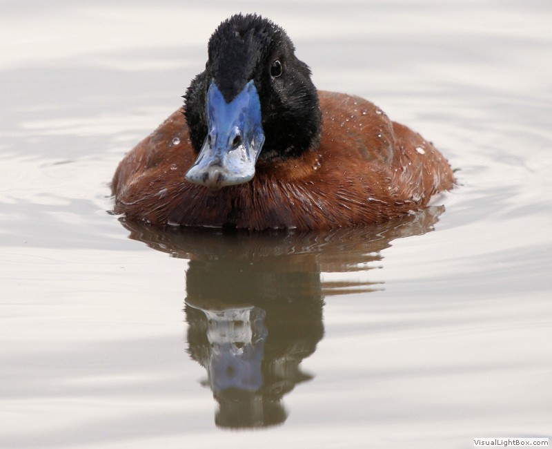 Identify Maccoa Duck - Wildfowl Photography.