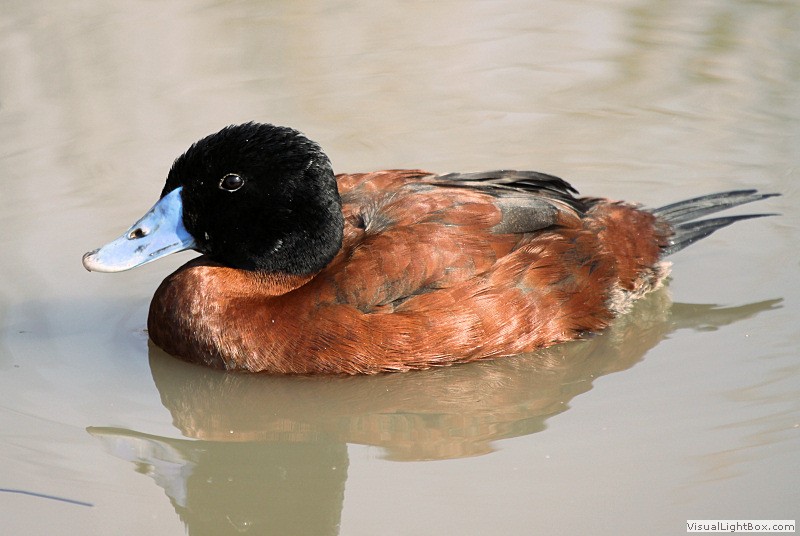 Identify Maccoa Duck - Wildfowl Photography.