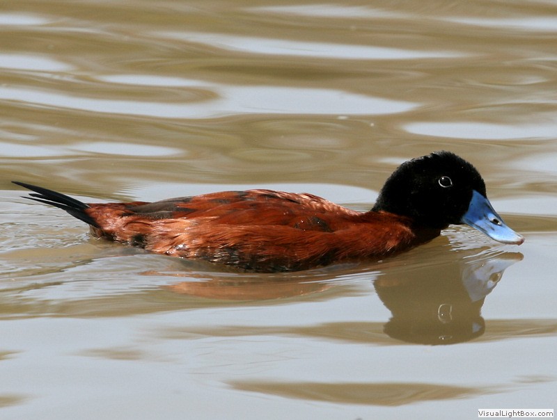Identify Maccoa Duck - Wildfowl Photography.