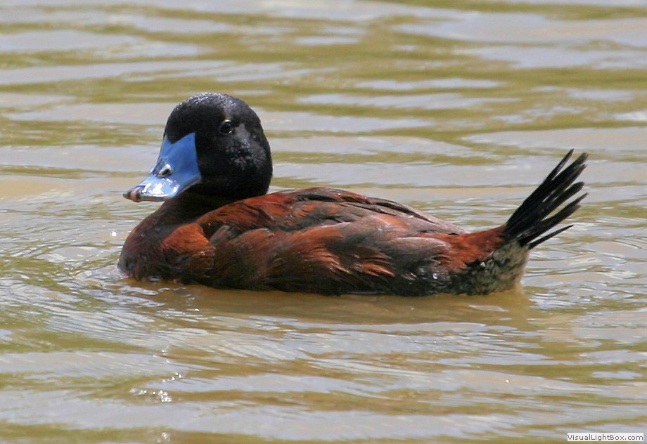 Identify Maccoa Duck - Wildfowl Photography.