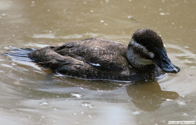 Identify Maccoa Duck - Wildfowl Photography.