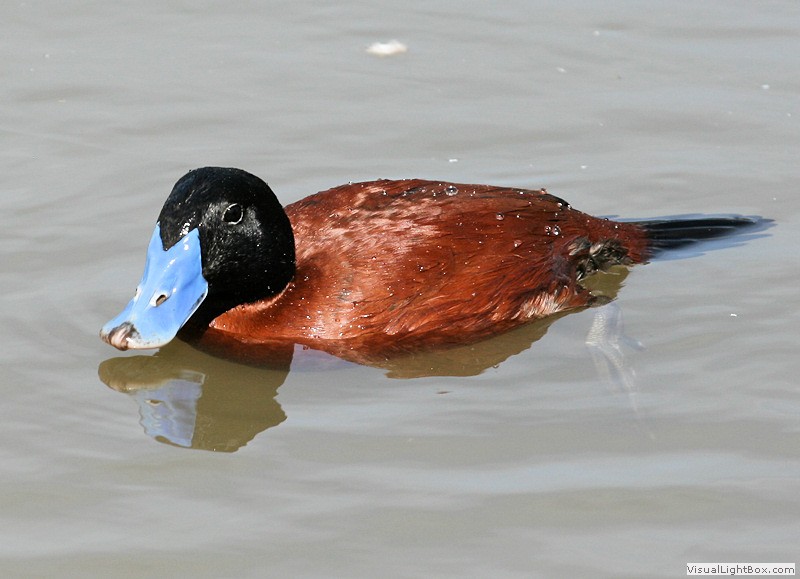 Identify Maccoa Duck - Wildfowl Photography.