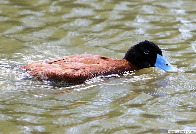 Identify Maccoa Duck - Wildfowl Photography.