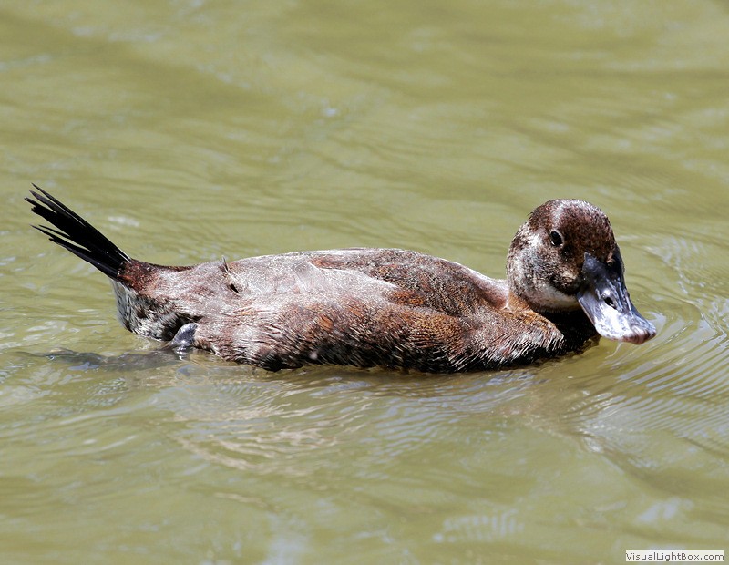 Identify Maccoa Duck - Wildfowl Photography.