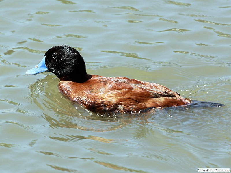 Identify Maccoa Duck - Wildfowl Photography.