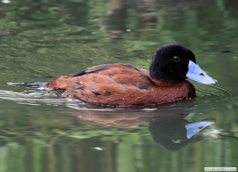 Identify Maccoa Duck - Wildfowl Photography.