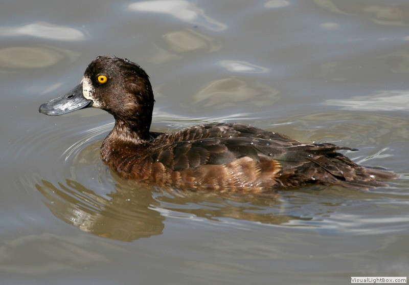 Identify Tufted Duck - Wildfowl Photography.